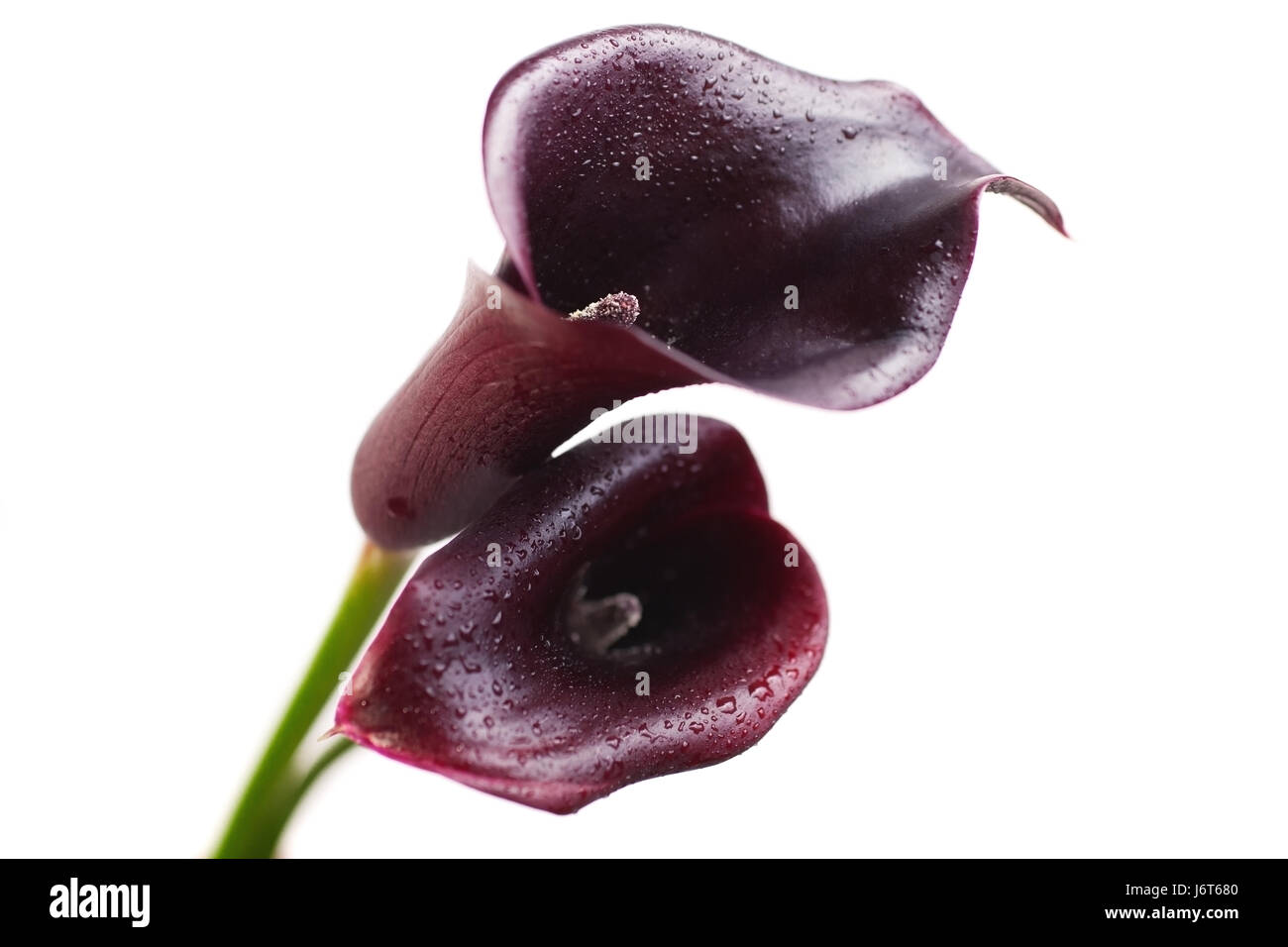 Two flowers of dark red calla isolated on white background Stock Photo ...