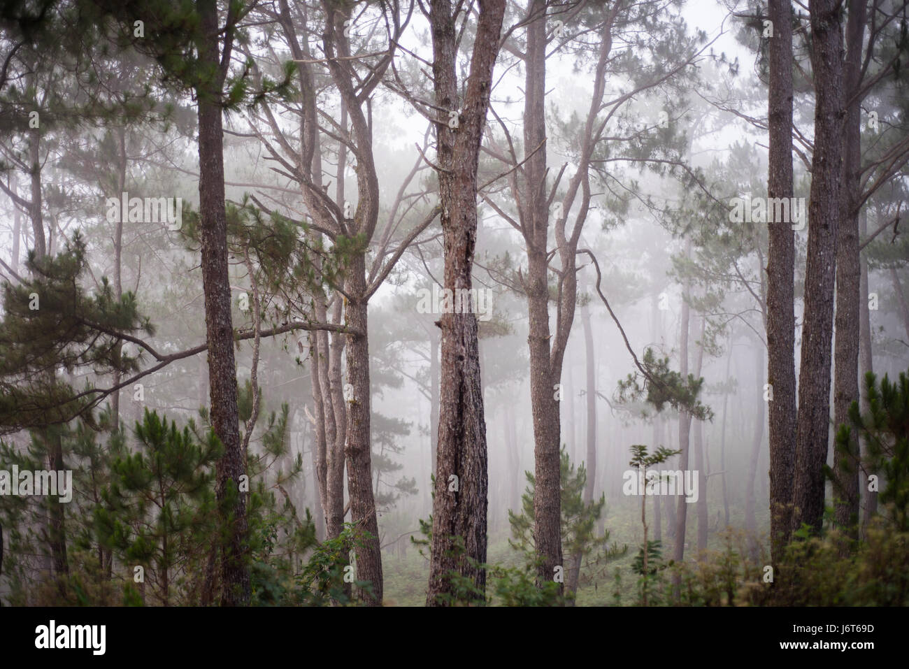 Pine trees at Sagada, Mountain Province, Philippines Stock Photo - Alamy