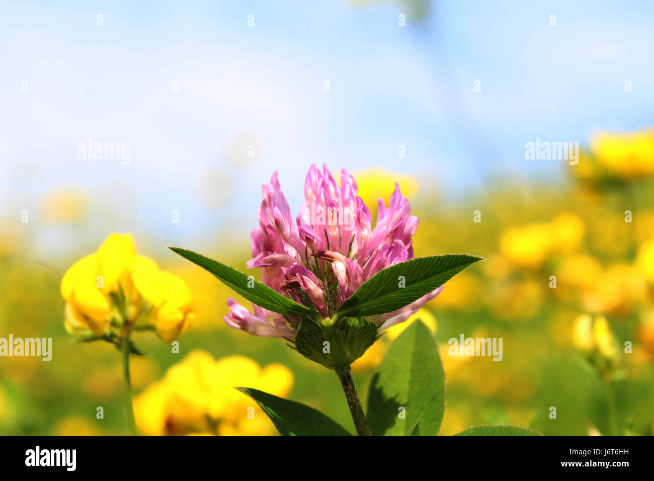 Violet clover hi-res stock photography and images - Alamy