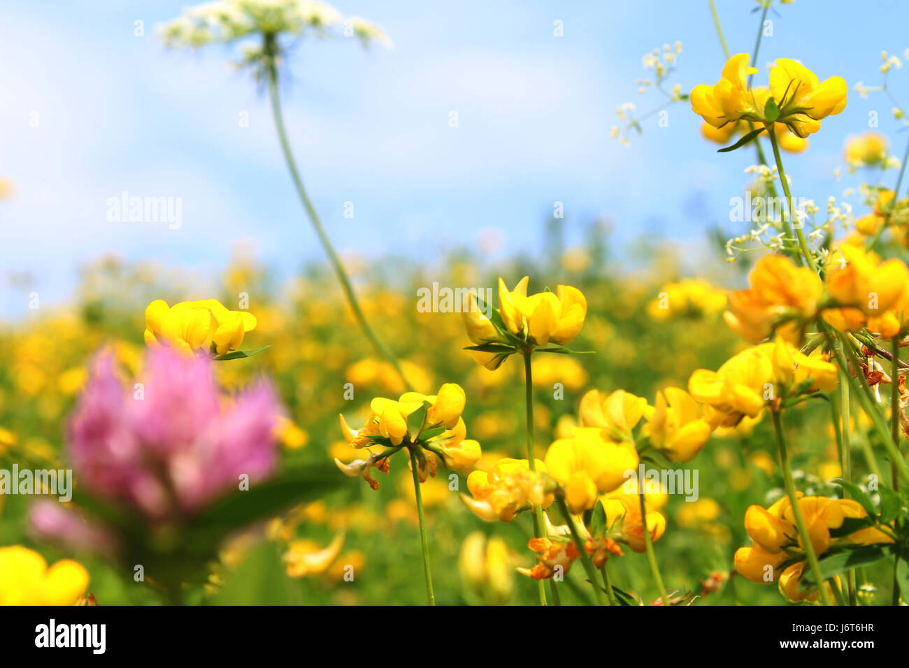 Yellow clover flower hi-res stock photography and images - Alamy