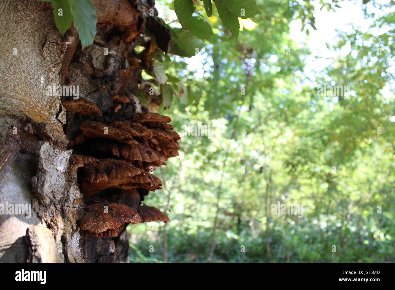 Tree mushrooms hi-res stock photography and images - Alamy