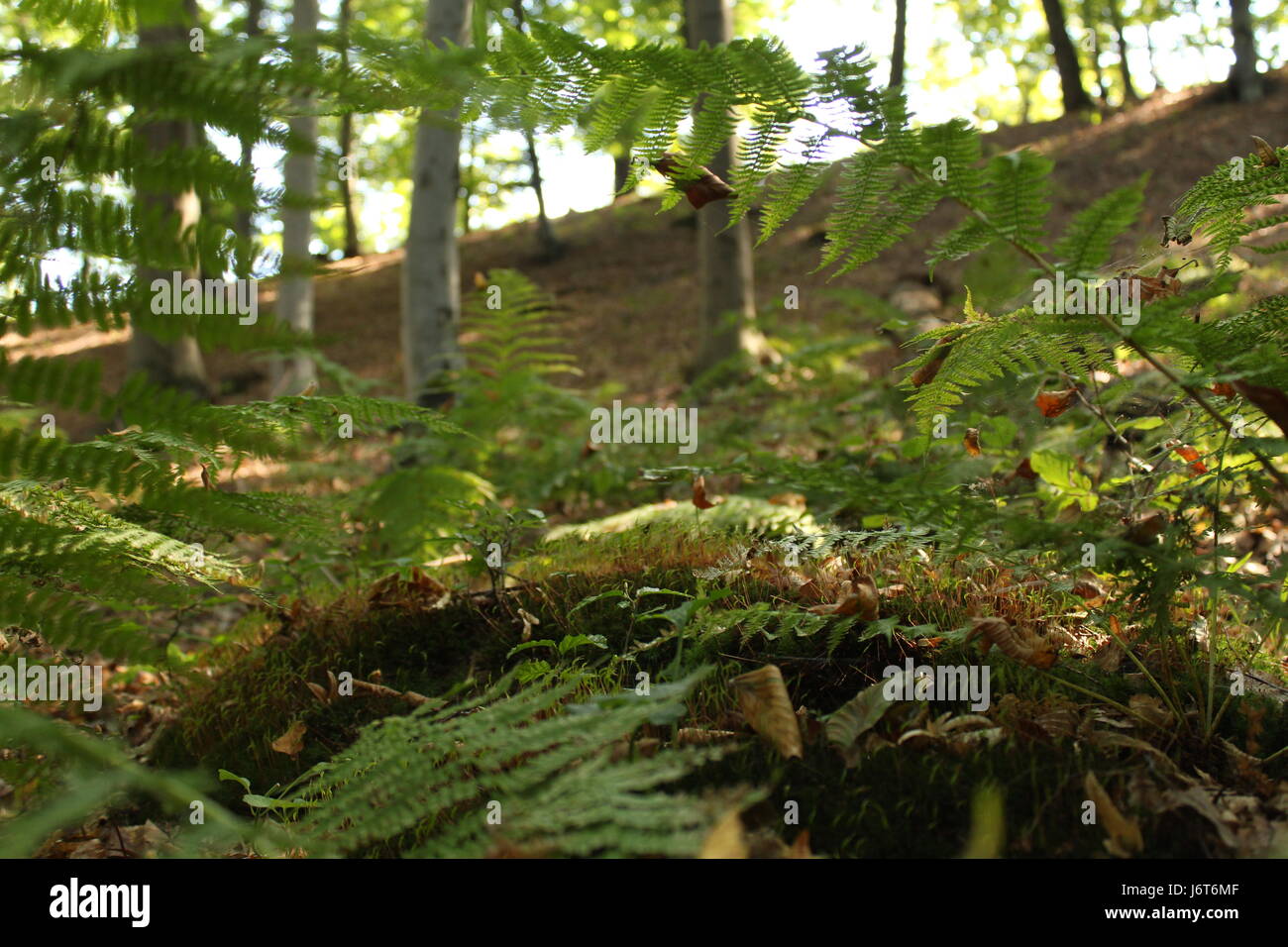 Tree fern forest floor hi-res stock photography and images - Alamy