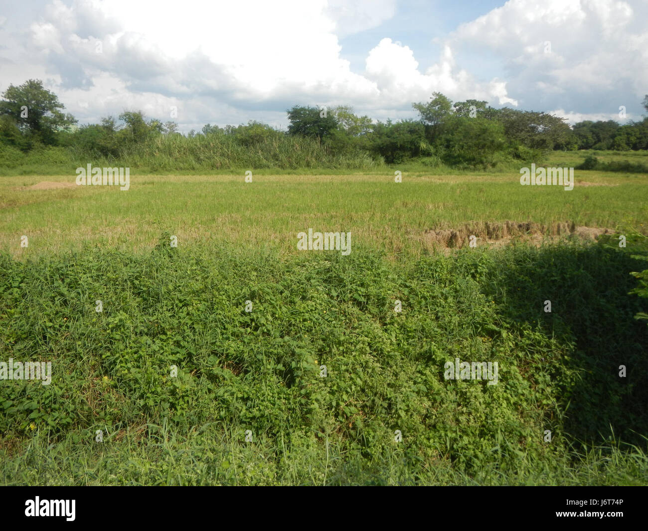 This image shows the Maguinao Fields Grasslands in San Rafael, Bulacan ...