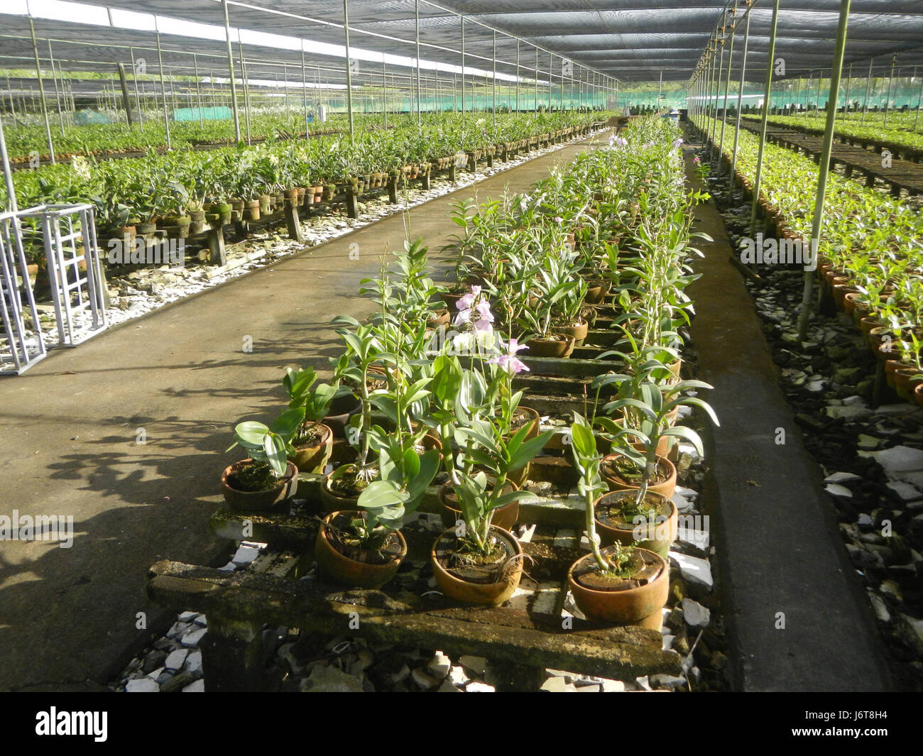 05833 Dendrobium Somrak White Philippines Maguinao San Rafael Orchids ...