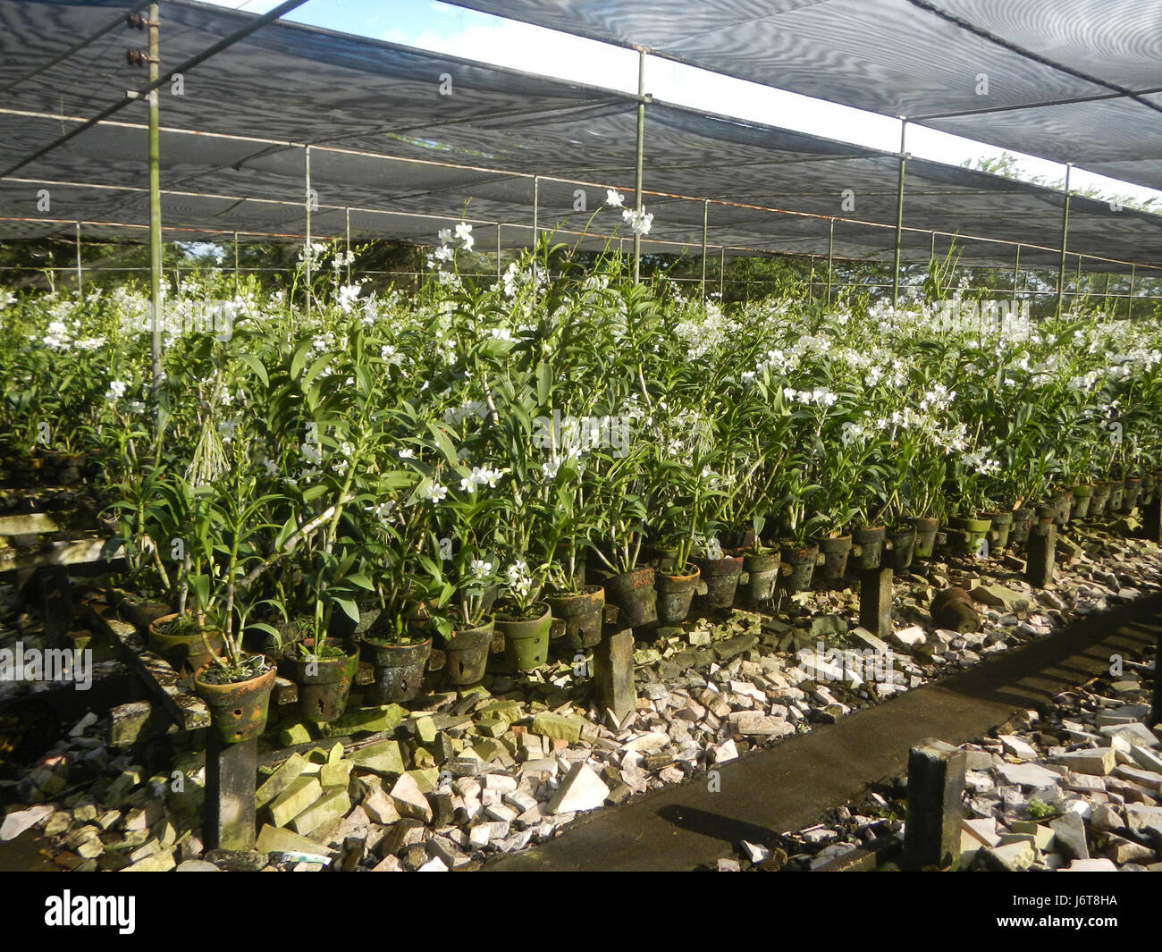 05833 Dendrobium Somrak White Philippines Maguinao San Rafael Orchids ...
