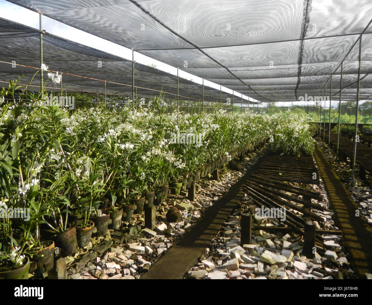 05833 Dendrobium Somrak White Philippines Maguinao San Rafael Orchids ...