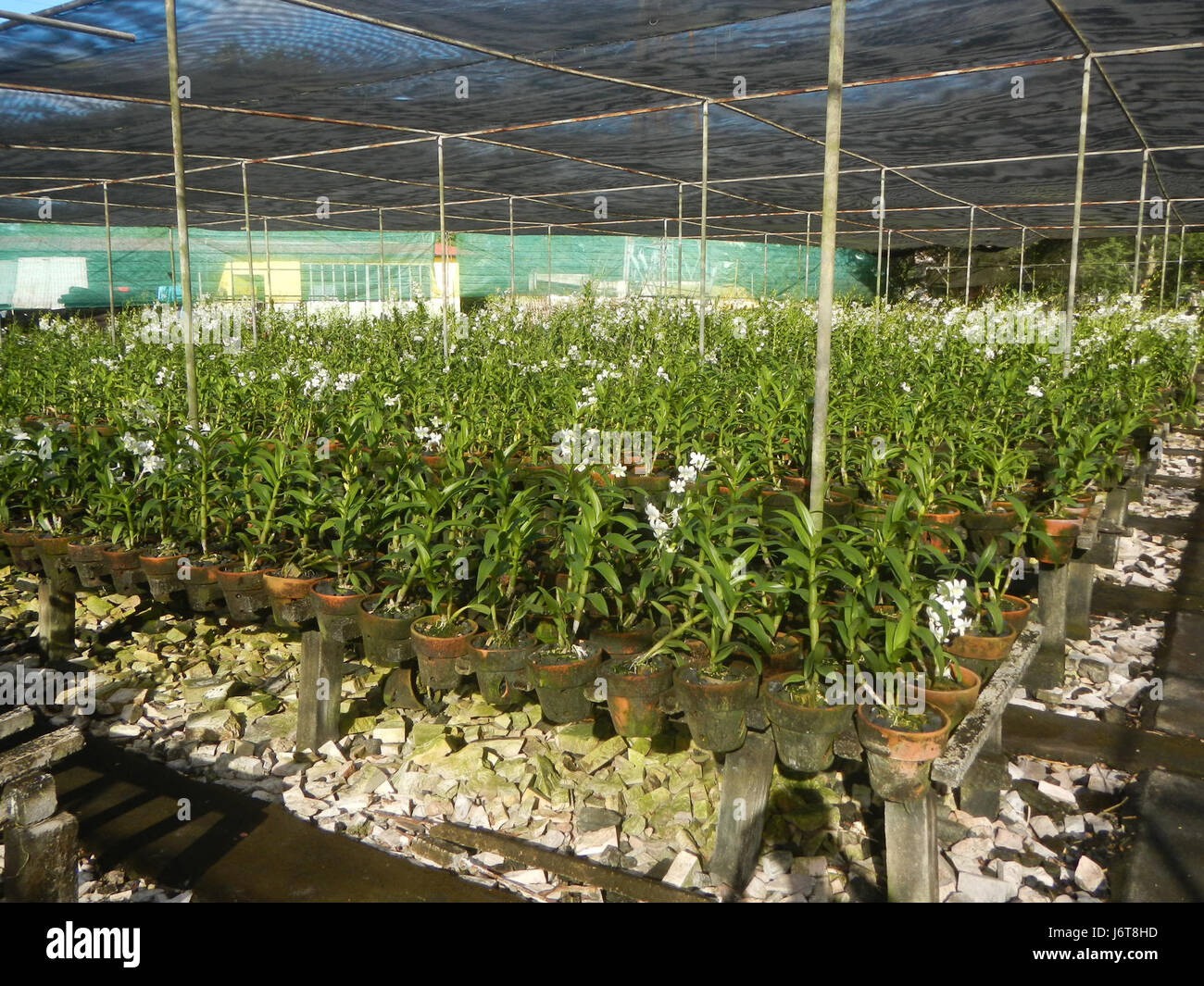 05833 Dendrobium Somrak White Philippines Maguinao San Rafael Orchids ...