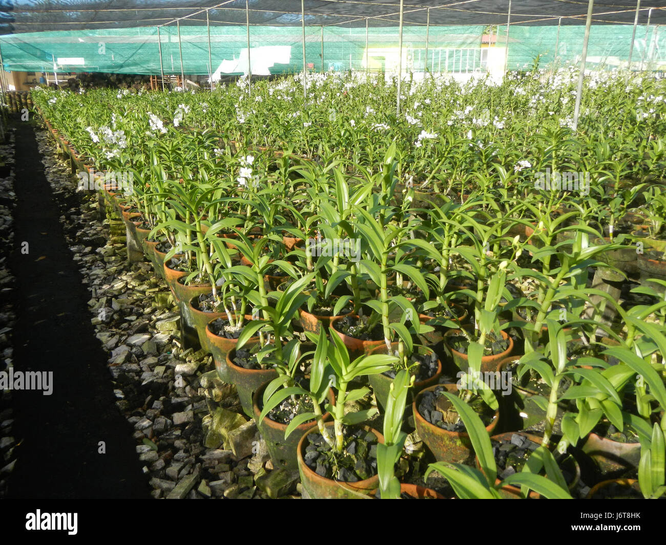 05833 Dendrobium Somrak White Philippines Maguinao San Rafael Orchids ...