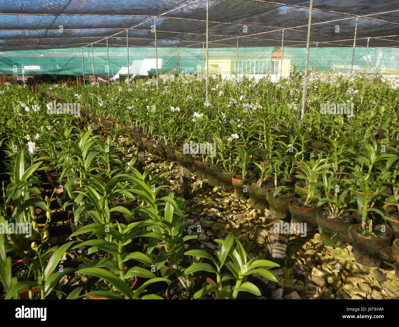 05833 Dendrobium Somrak White Philippines Maguinao San Rafael Orchids ...