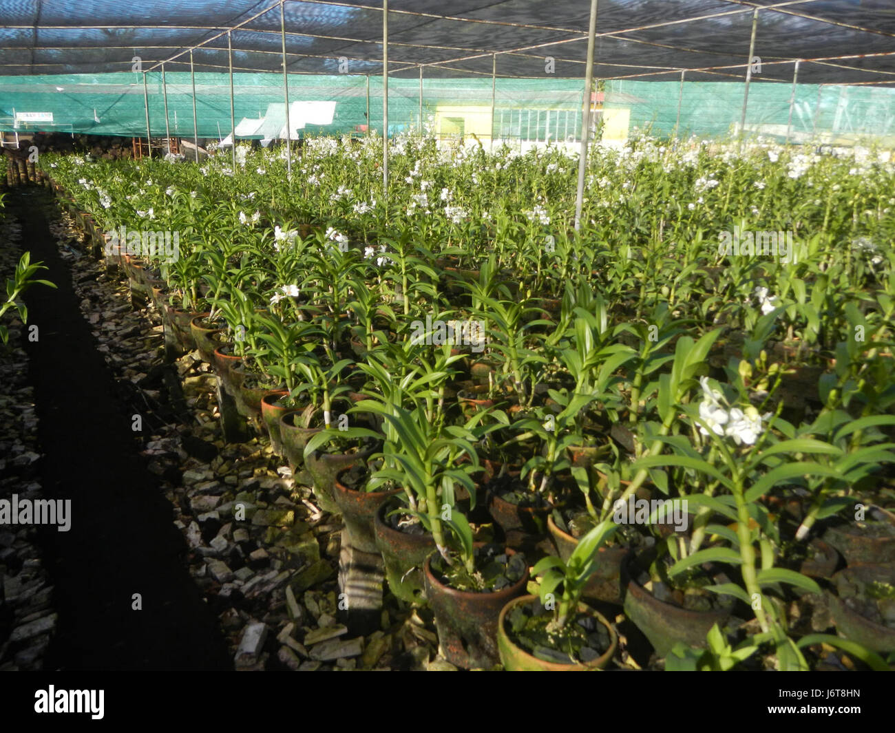 Dendrobium Somrak, a white orchid species, is native to the Philippines ...