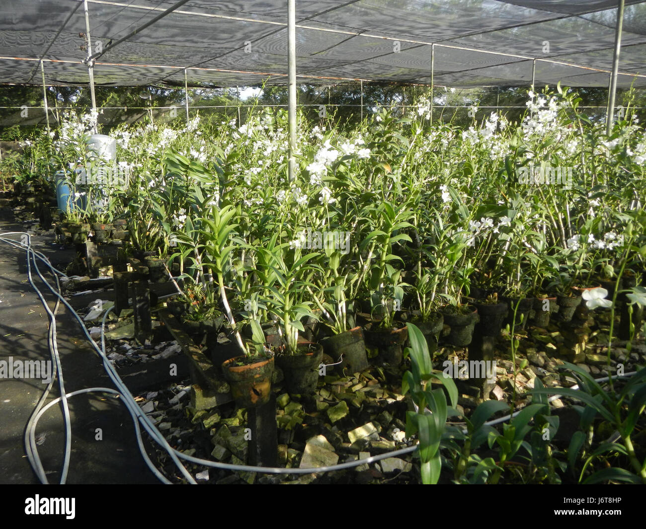 Dendrobium Somrak White is an orchid variety found in the Philippines ...
