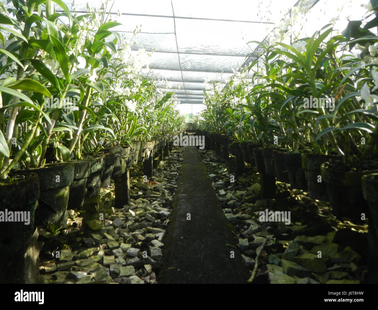 05833 Dendrobium Somrak White Philippines Maguinao San Rafael Orchids ...
