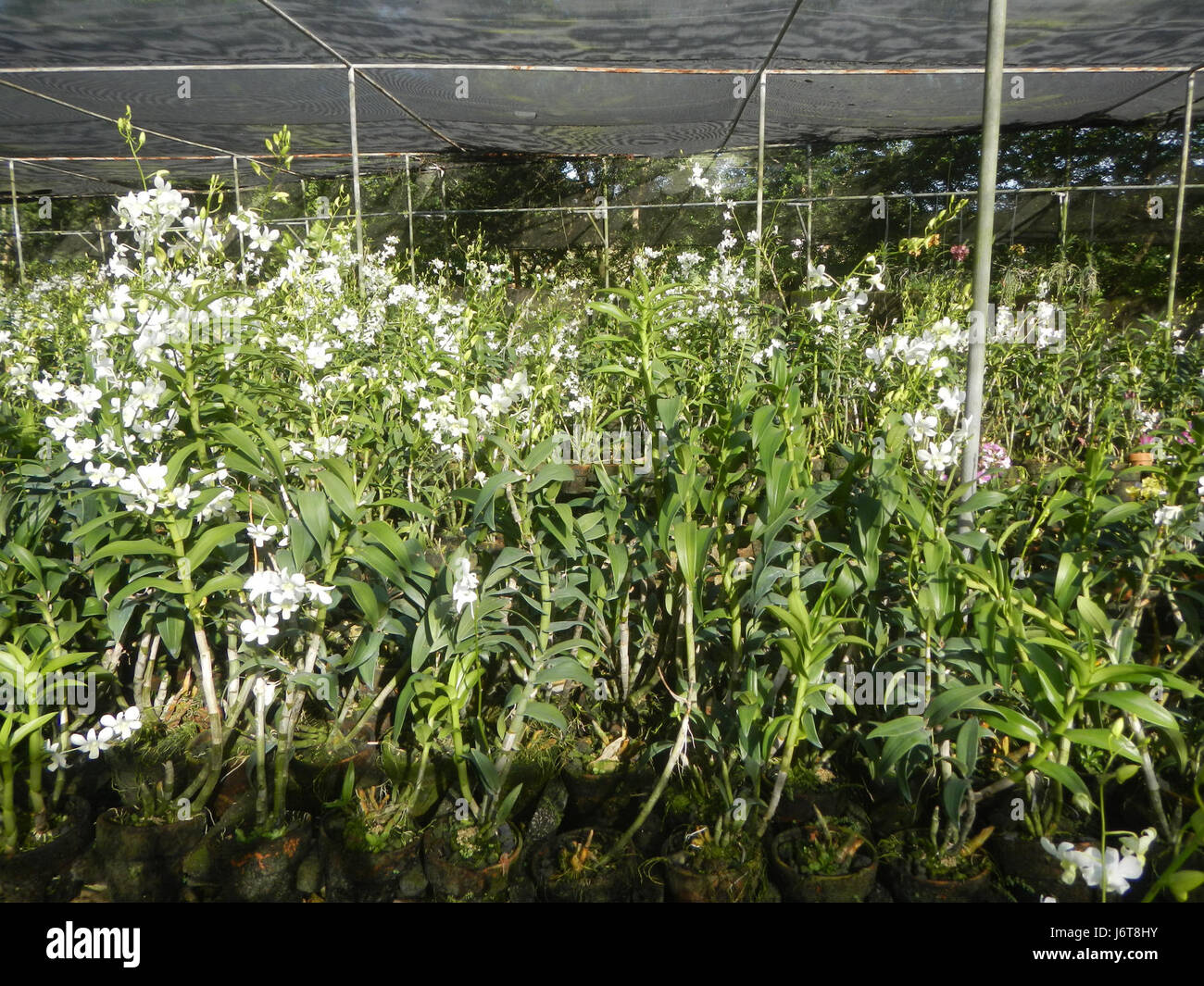 The Dendrobium Somrak White orchid is a species found in the ...