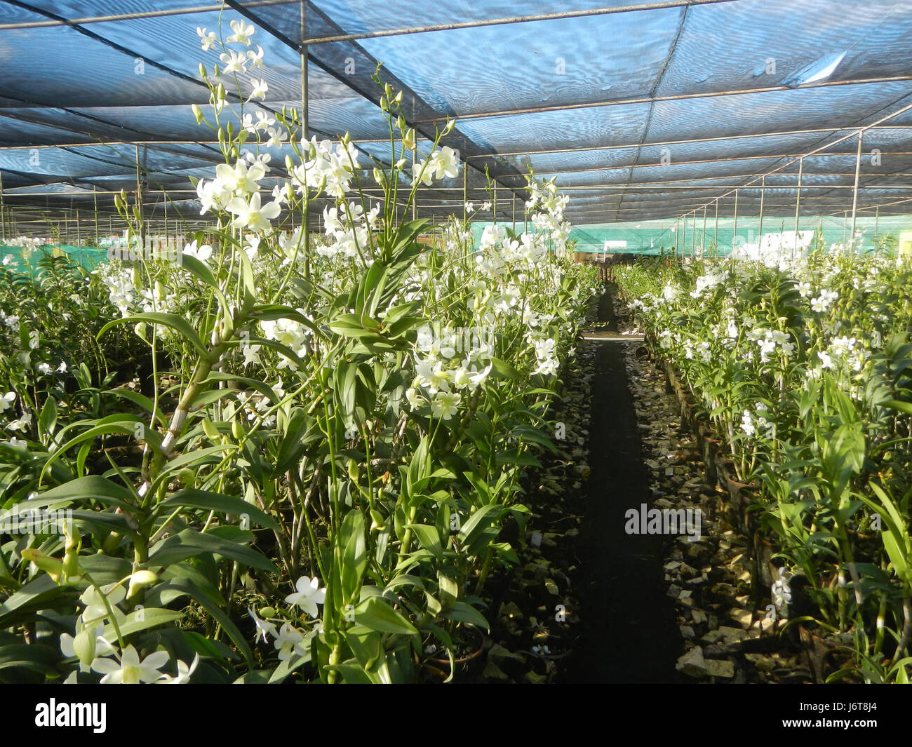 The Dendrobium Somrak White is an orchid species found in the ...