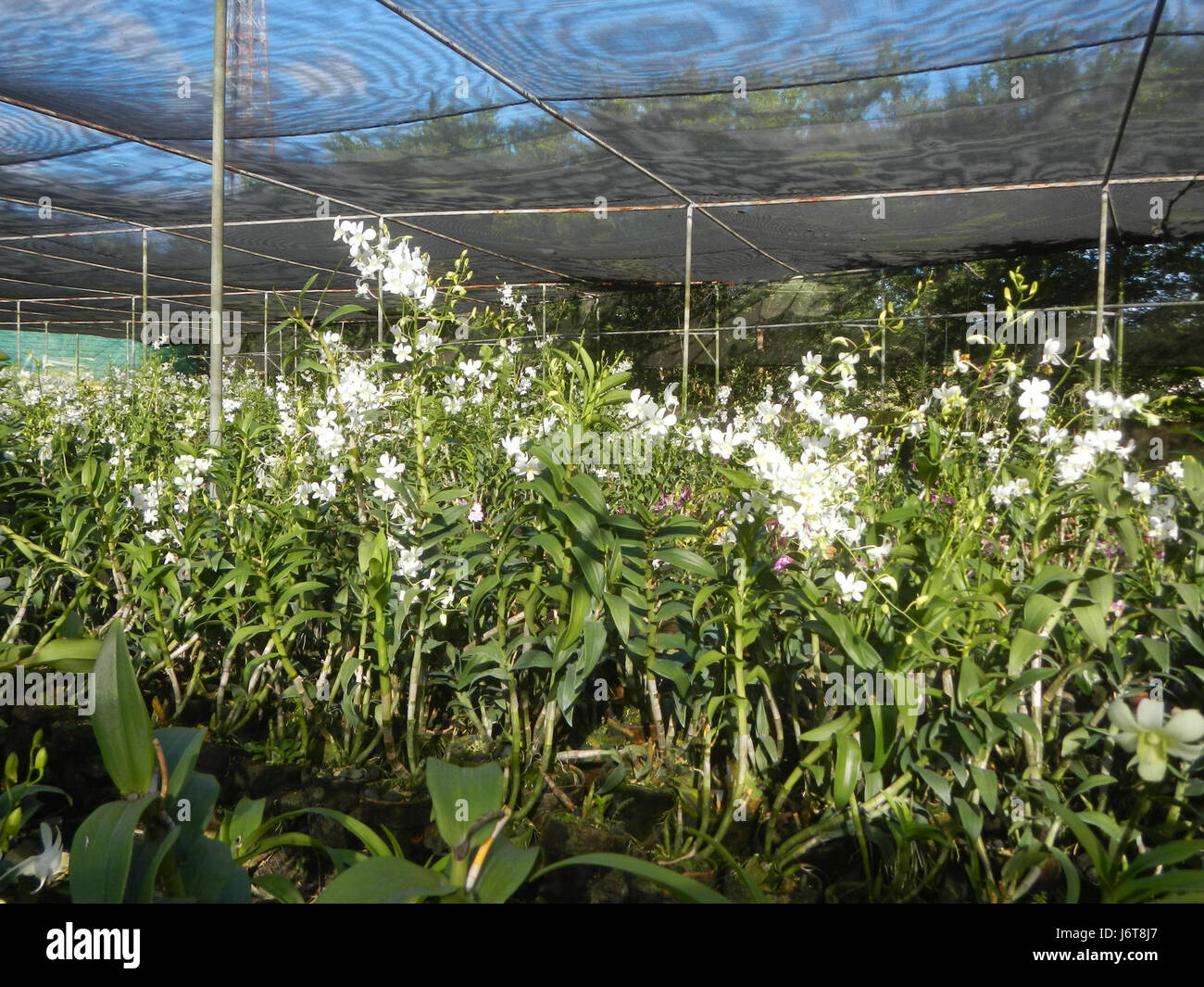 05867 Dendrobium Somrak White Philippines Maguinao San Rafael Orchids ...
