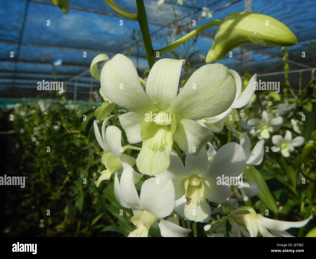 05867 Dendrobium Somrak White Philippines Maguinao San Rafael Orchids ...
