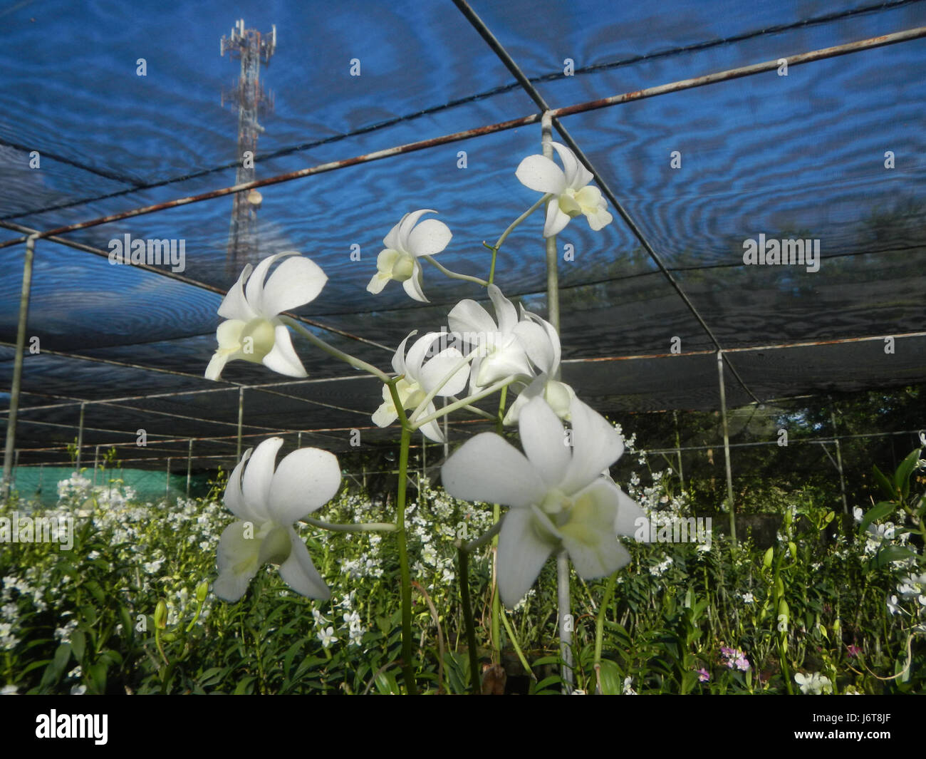A photograph of the Dendrobium Somrak White orchid species, grown in ...