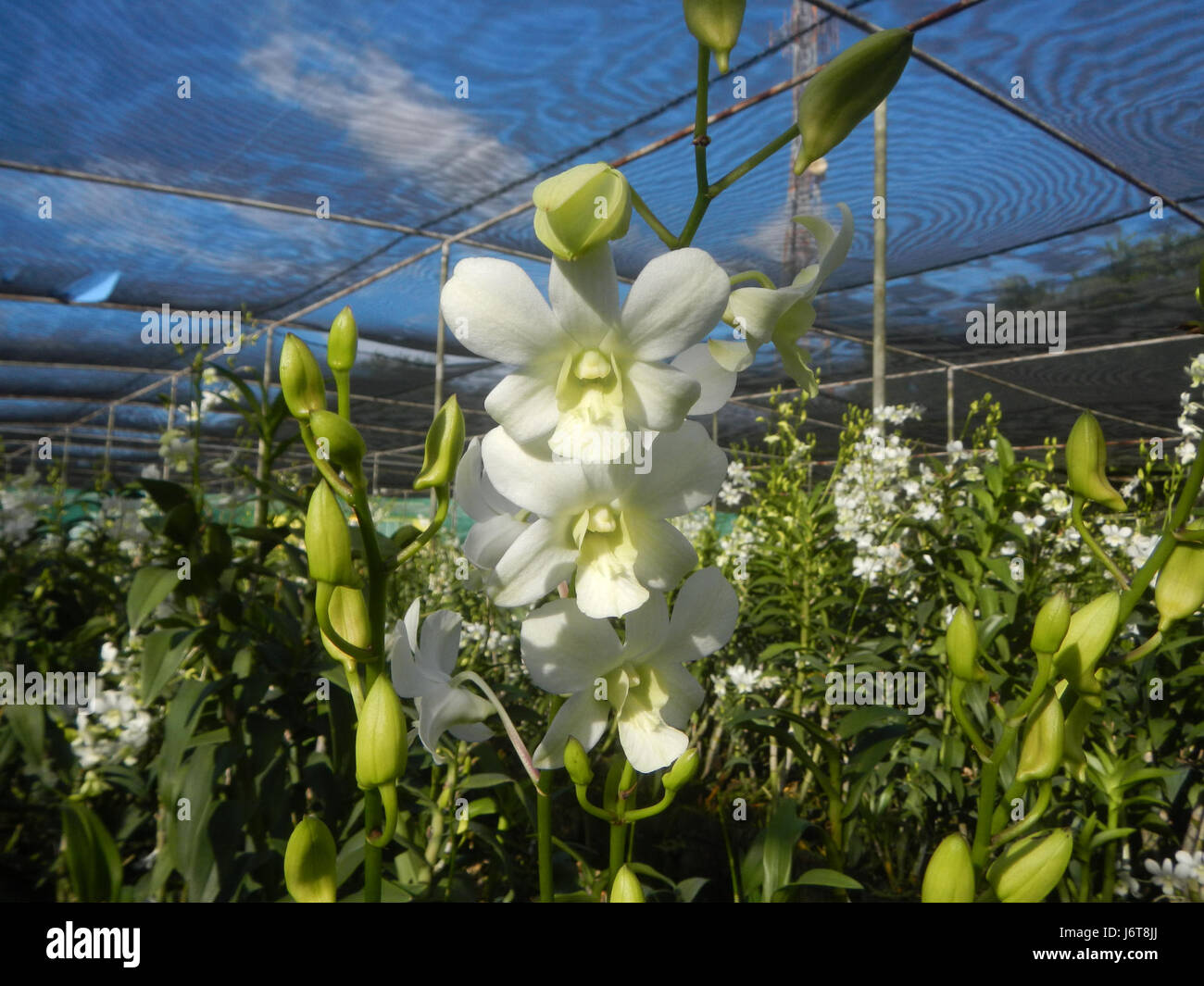 A description of the Dendrobium Somrak Orchid species, found in the ...