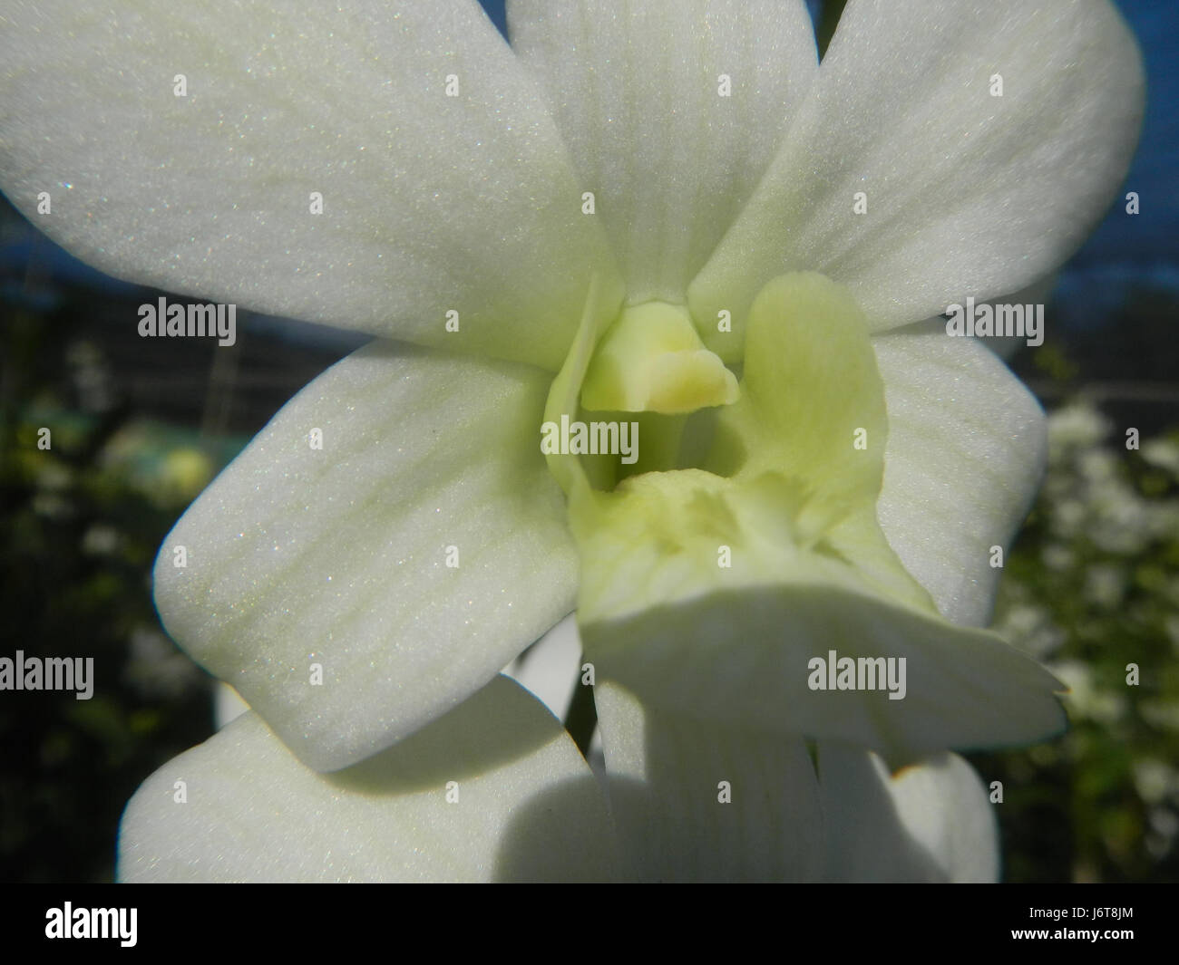 05867 Dendrobium Somrak White Philippines Maguinao San Rafael Orchids ...