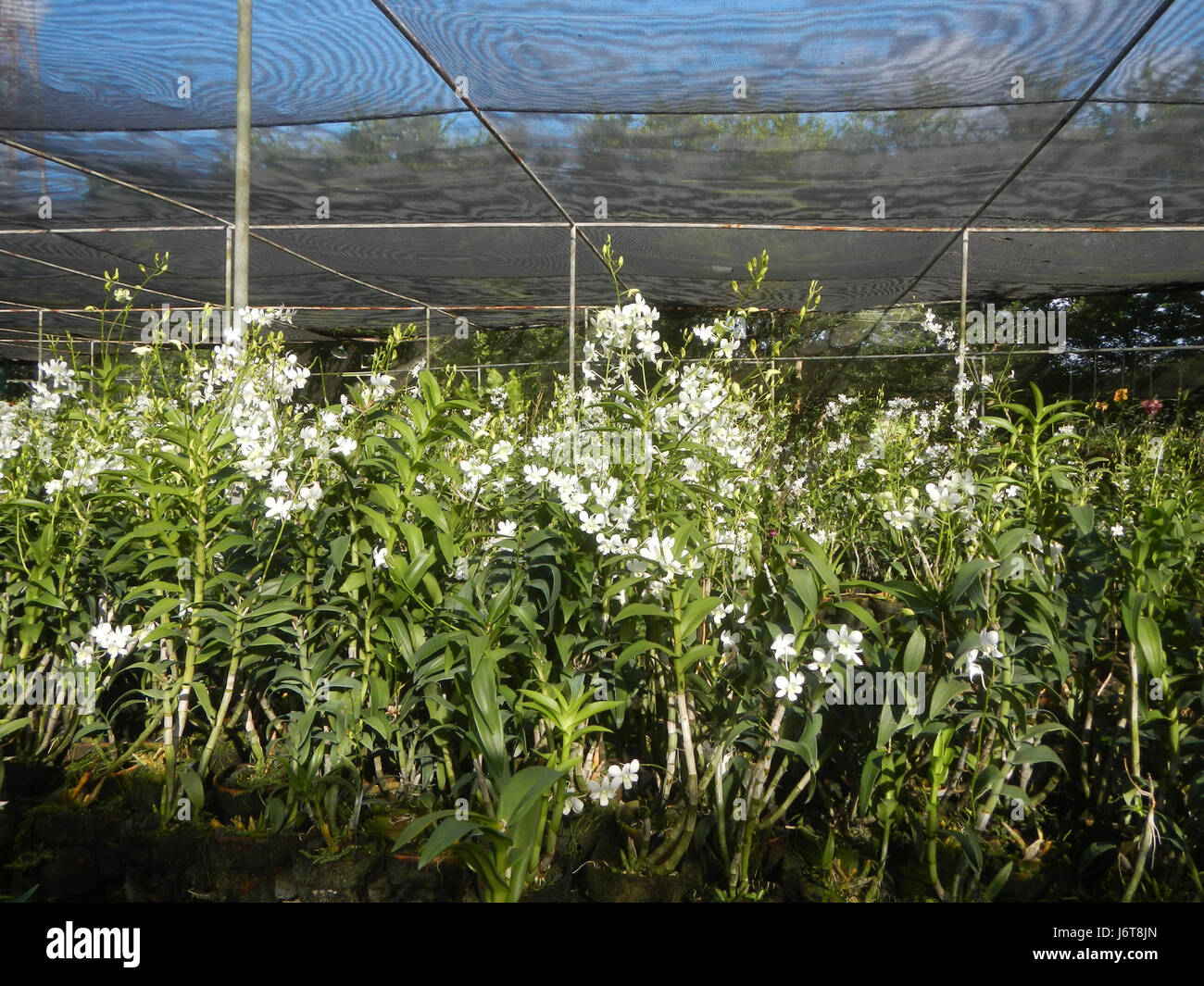 05867 Dendrobium Somrak White Philippines Maguinao San Rafael Orchids ...