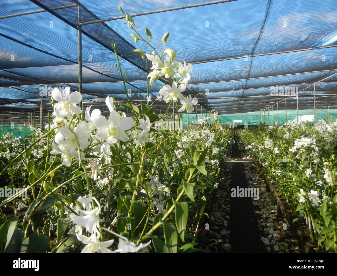 05867 Dendrobium Somrak White Philippines Maguinao San Rafael Orchids ...