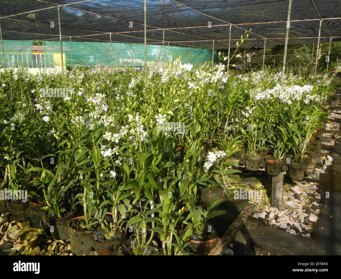 Dendrobium Somrak White is a species of orchid found in the Philippines ...
