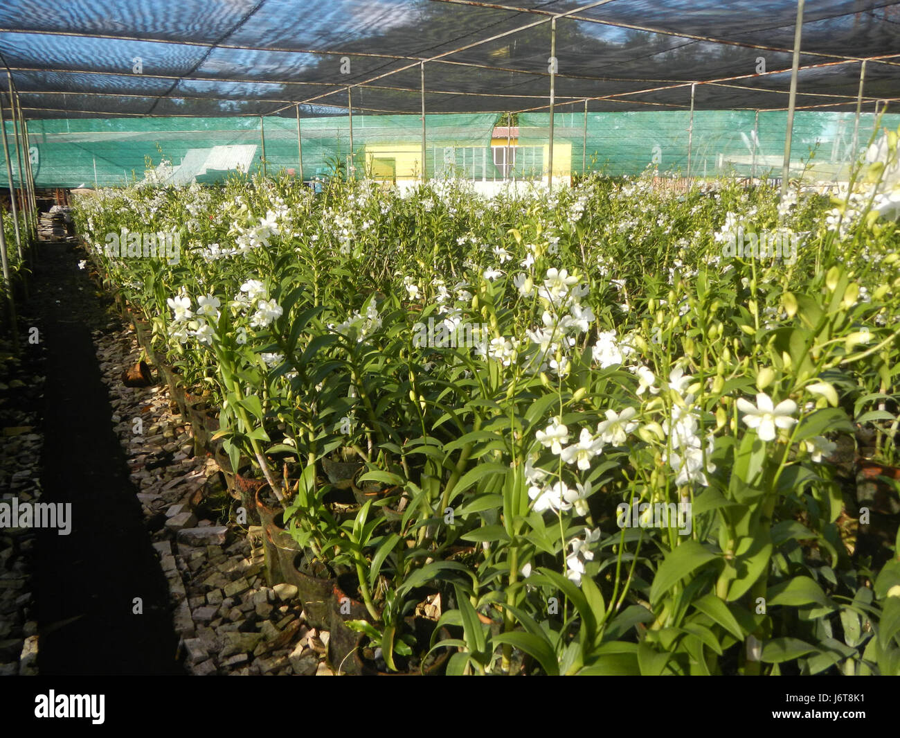05896 Dendrobium Somrak White Philippines Maguinao San Rafael Orchids ...