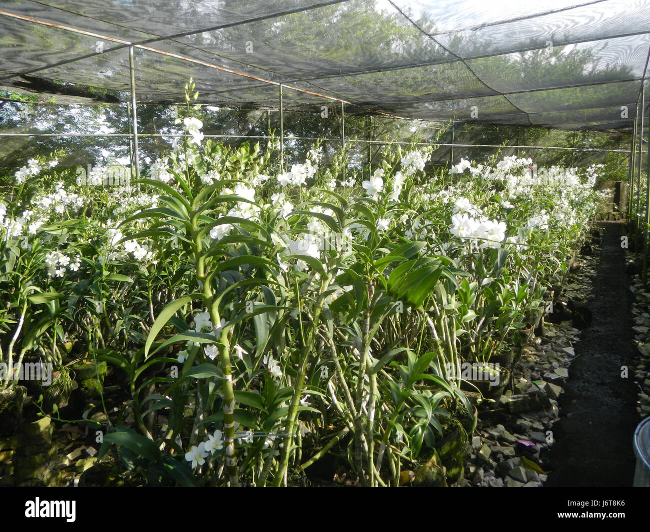 Dendrobium Somrak White is a variety of orchid native to the ...