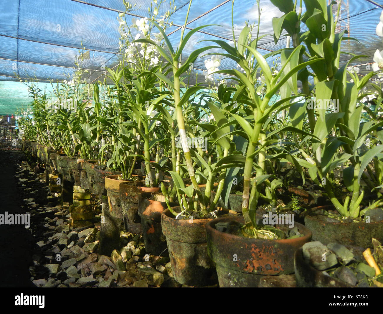 05896 Dendrobium Somrak White Philippines Maguinao San Rafael Orchids ...