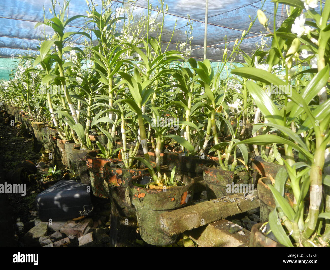 The Dendrobium Somrak White orchid, native to the Philippines, is a ...