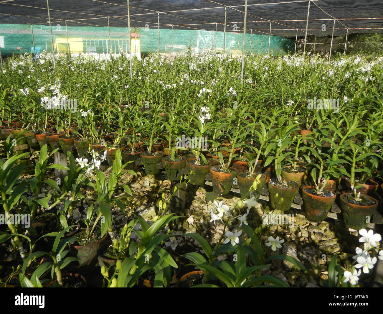 05896 Dendrobium Somrak White Philippines Maguinao San Rafael Orchids ...