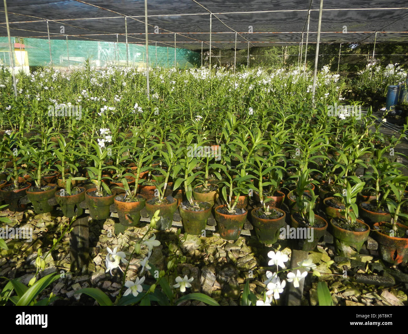 05896 Dendrobium Somrak White Philippines Maguinao San Rafael Orchids ...