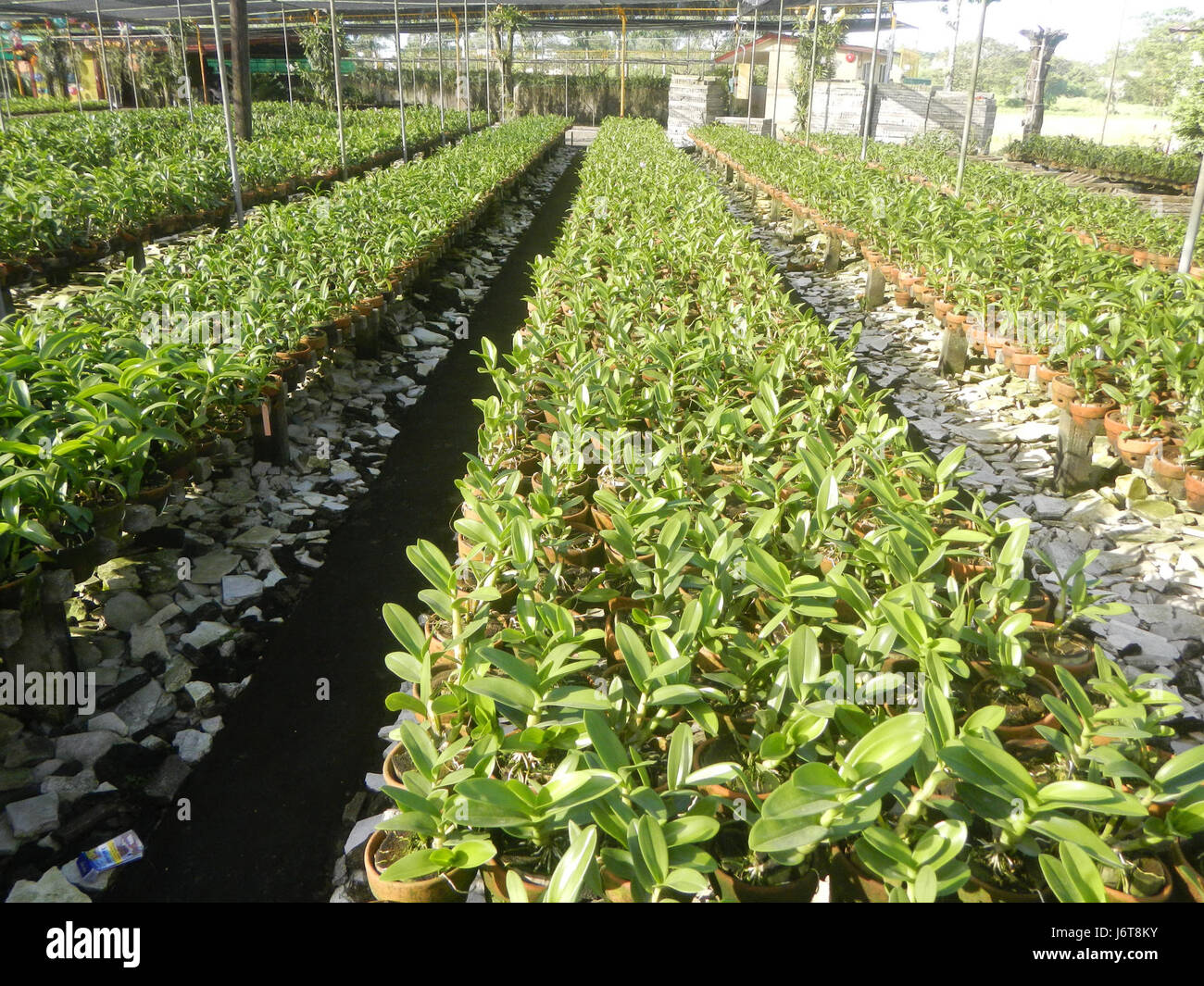 05896 Dendrobium Somrak White Philippines Maguinao San Rafael Orchids ...