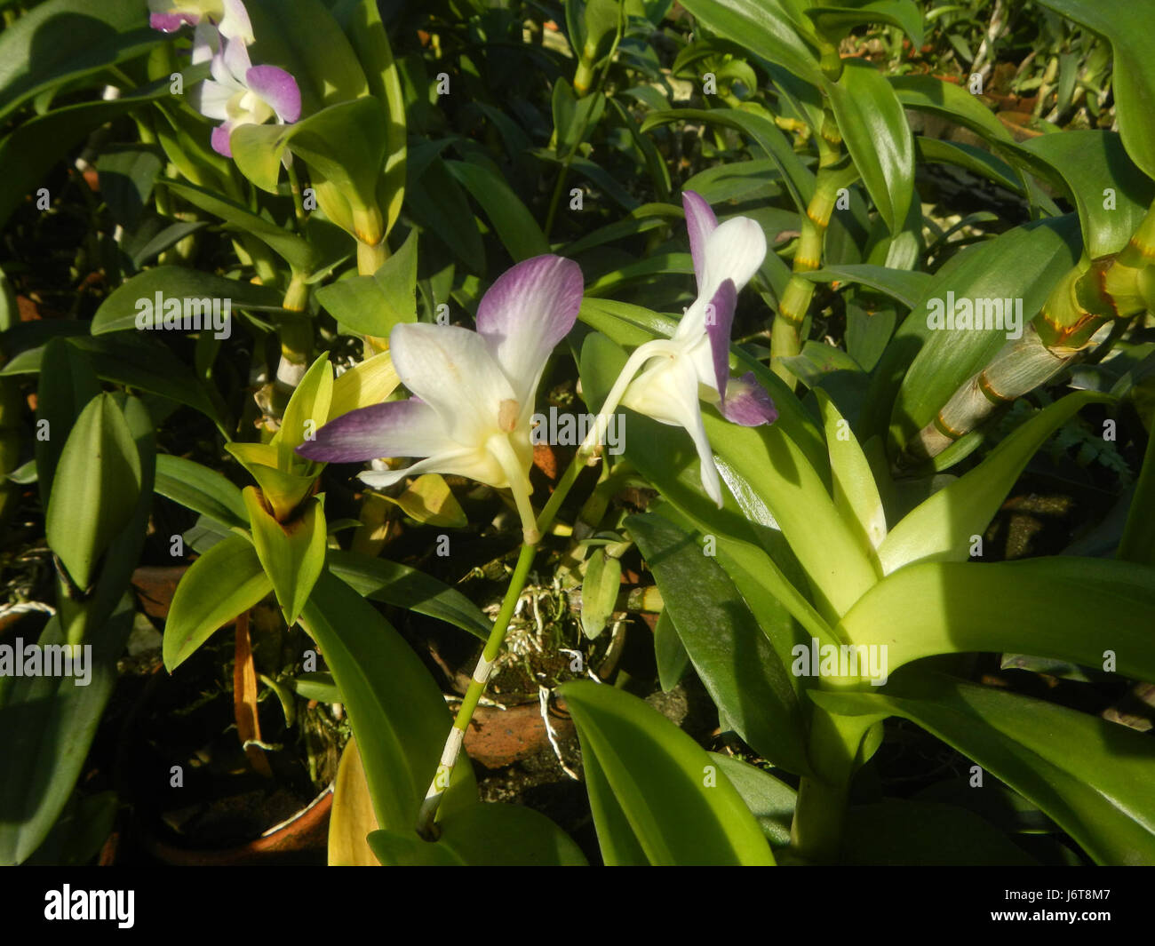 This image captures the Dendrobium Maguinao, an orchid species from San ...