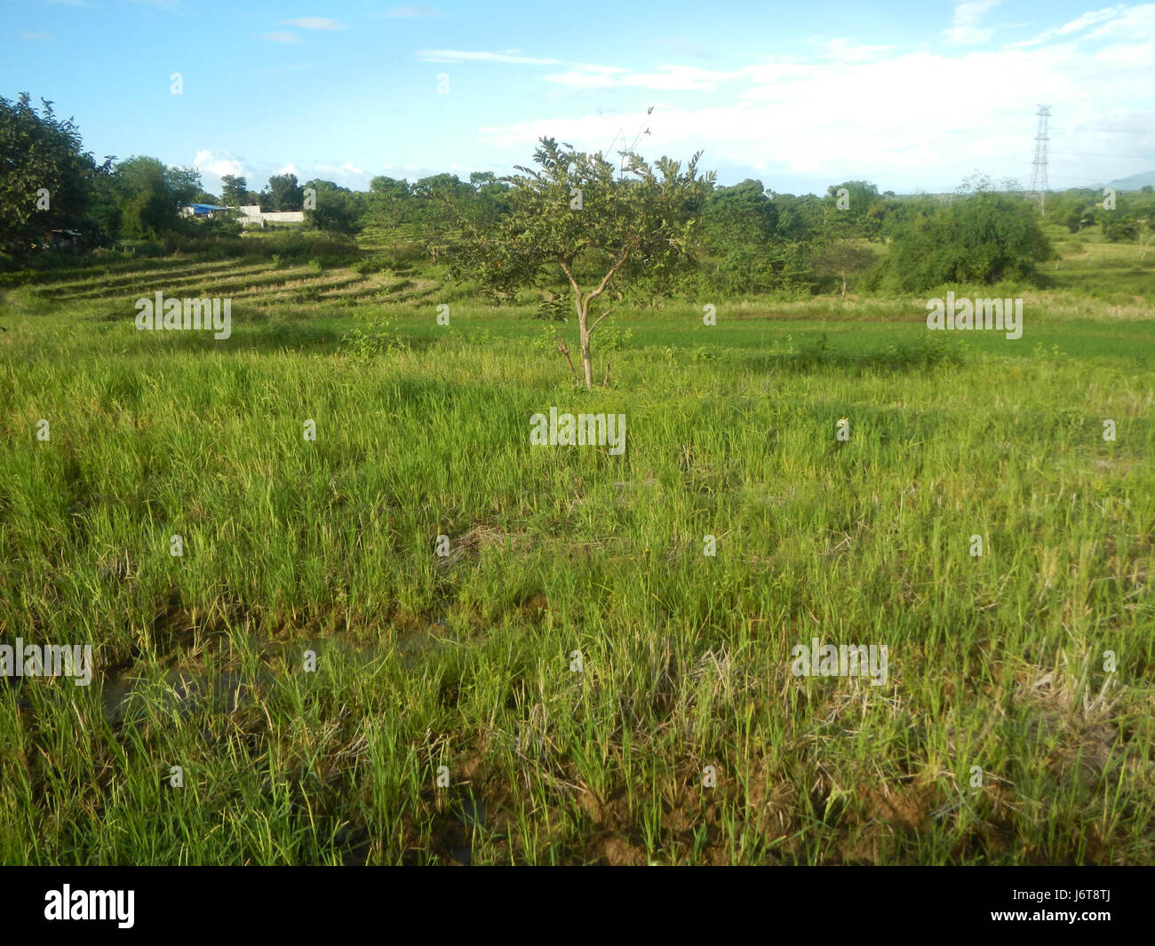 The Pasong Inchik Paddy Fields in San Rafael, Bulacan, Philippines, are ...