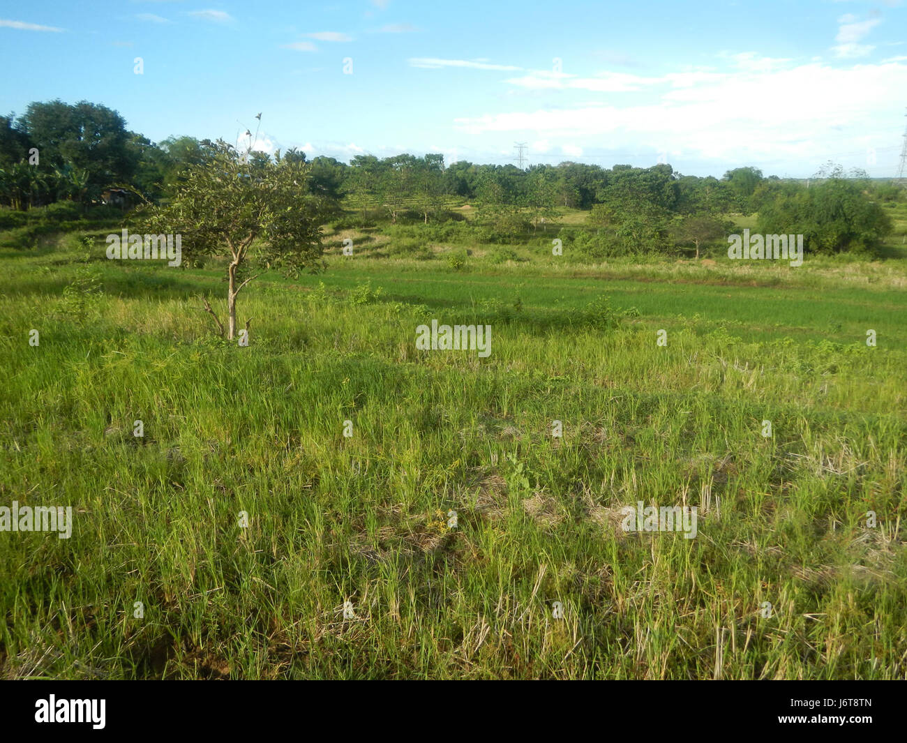 This image captures the paddy fields in Pasong Inchik, San Rafael ...