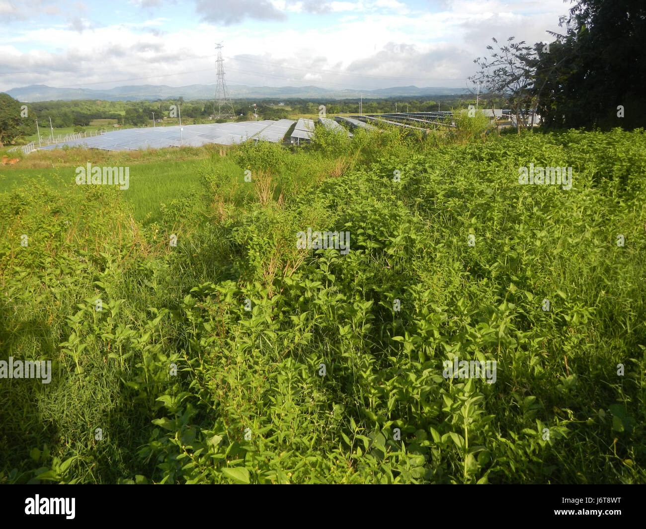 06056 Pasong Inchik Paddy fields SPARC San Rafael, Bulacan 15 Stock ...