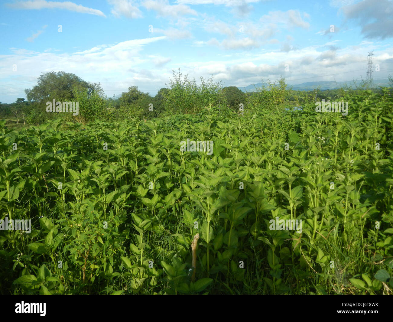 06056 Pasong Inchik Paddy fields SPARC San Rafael, Bulacan 17 Stock ...