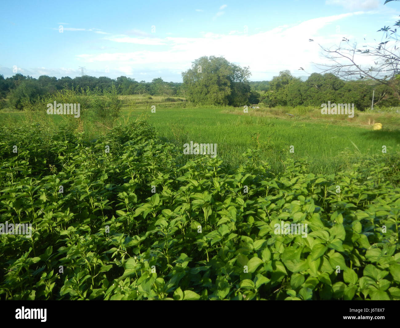 This image shows the paddy fields and rural landscape of Pasong Inchik ...