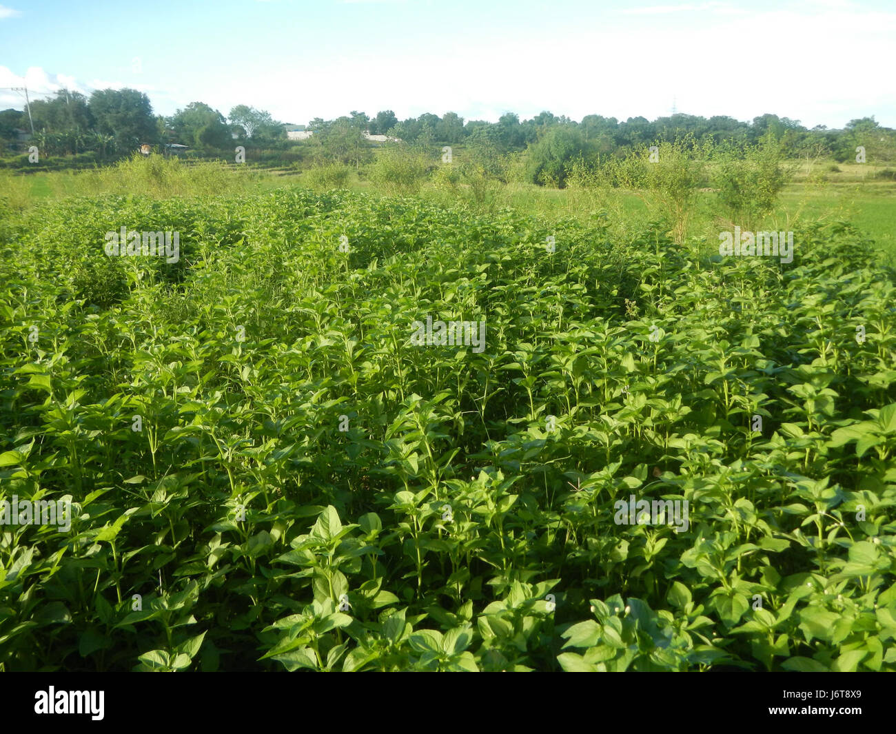 The image showcases the vast paddy fields of Pasong Inchik in San ...