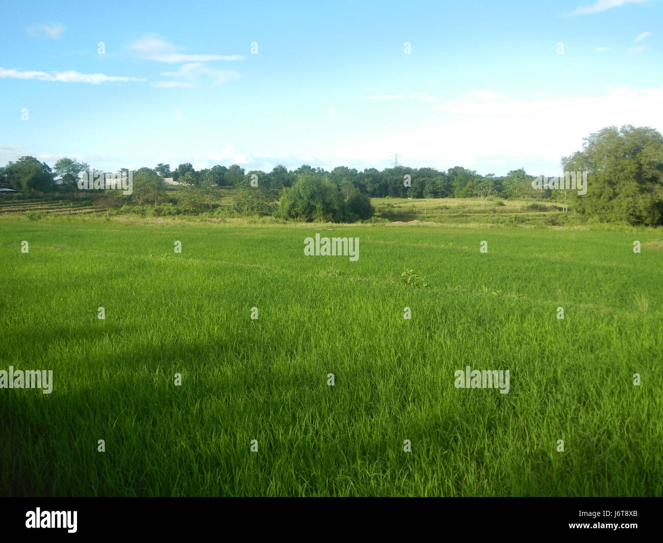 06081 Pasong Inchik Paddy fields SPARC San Rafael, Bulacan 04 Stock ...