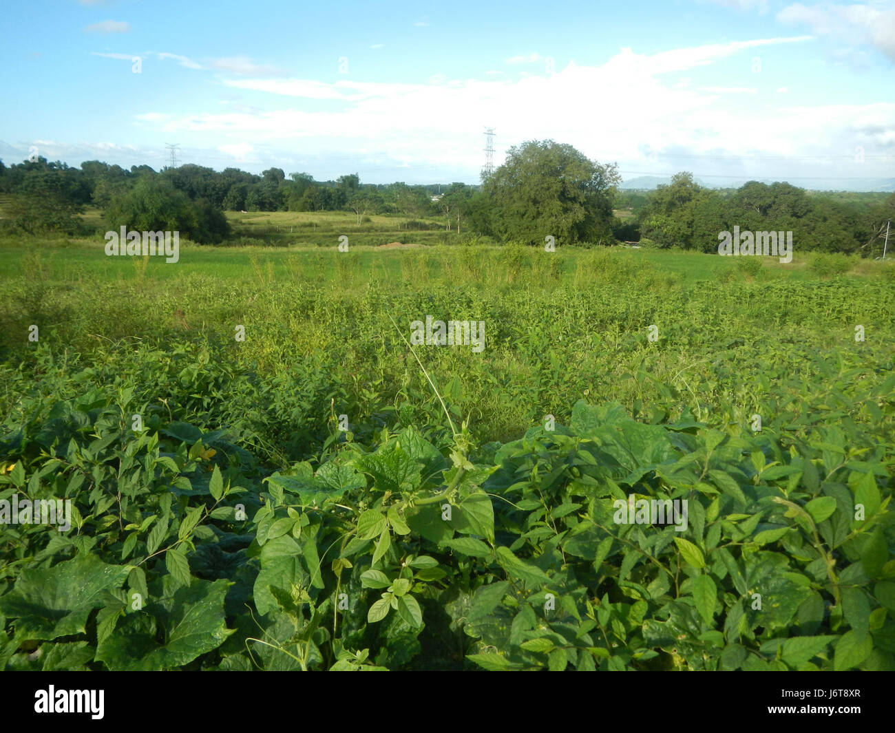 Pasong Inchik in San Rafael, Bulacan, features paddy fields and rice ...