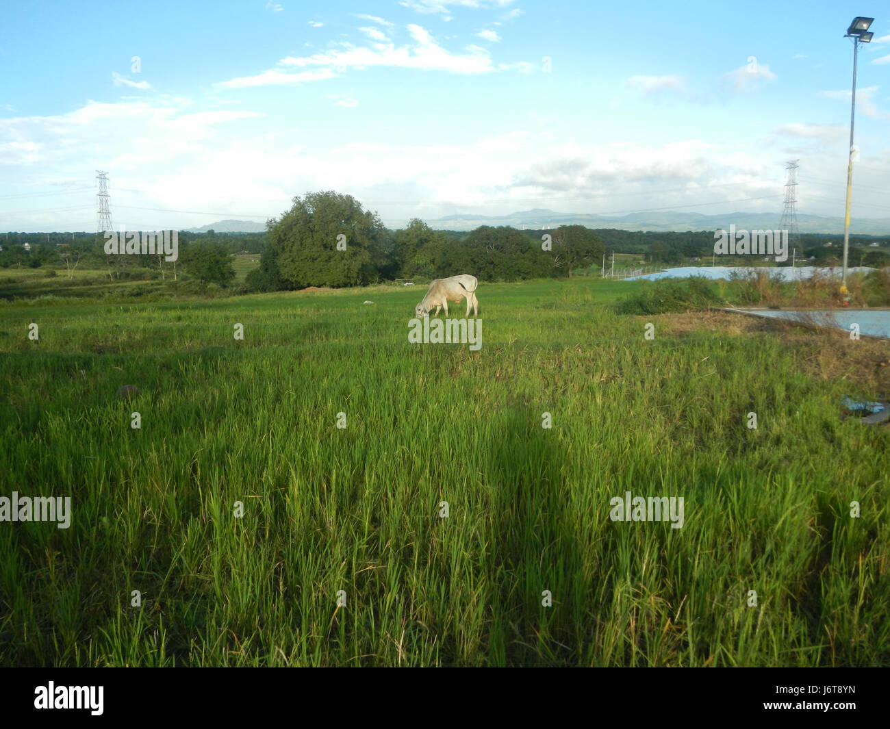 06143 Cattle grasslands paddy fields Pasong Inchik San Rafael Bulacan ...