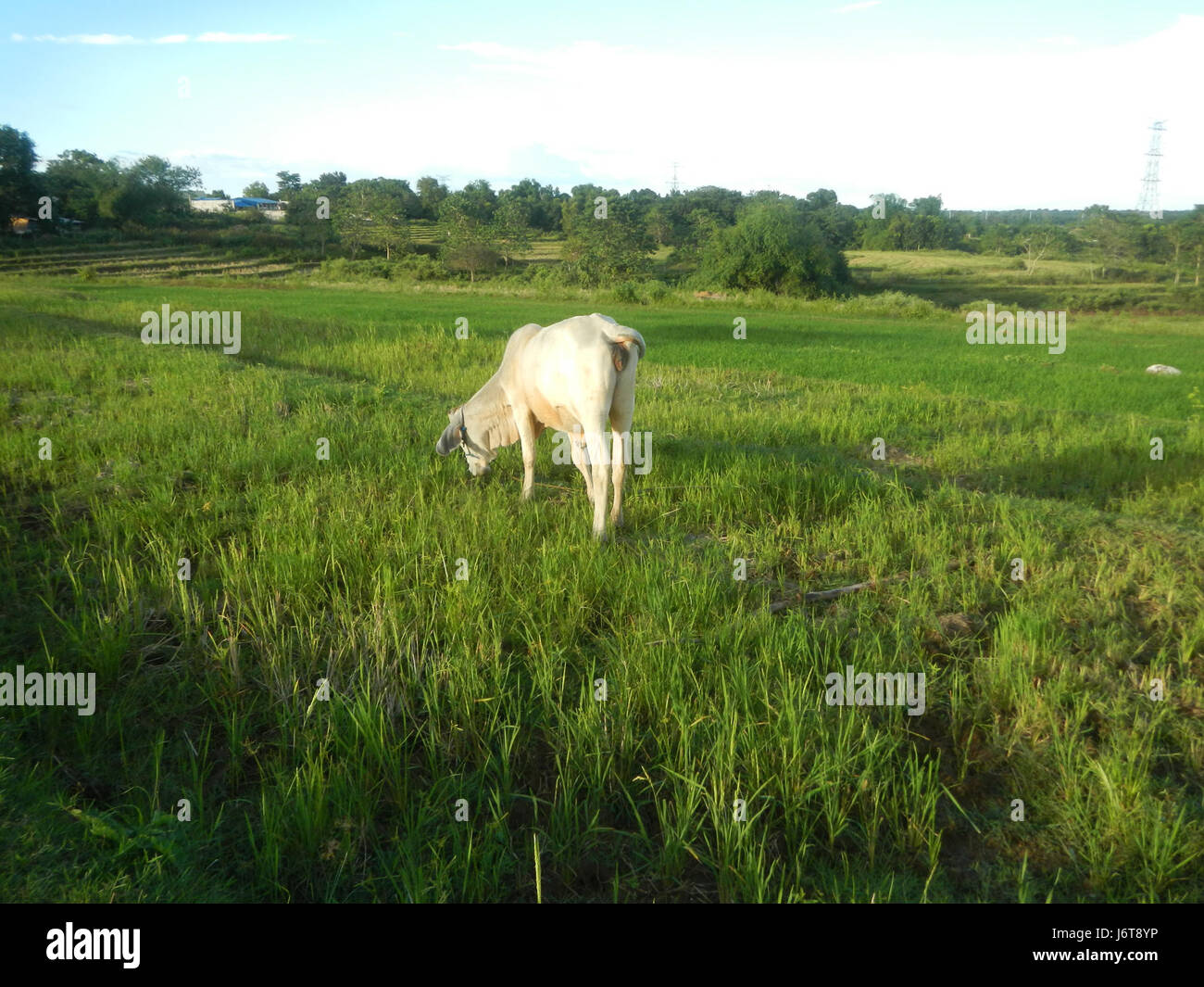 The cattle grasslands and paddy fields in Pasong Inchik, San Rafael ...