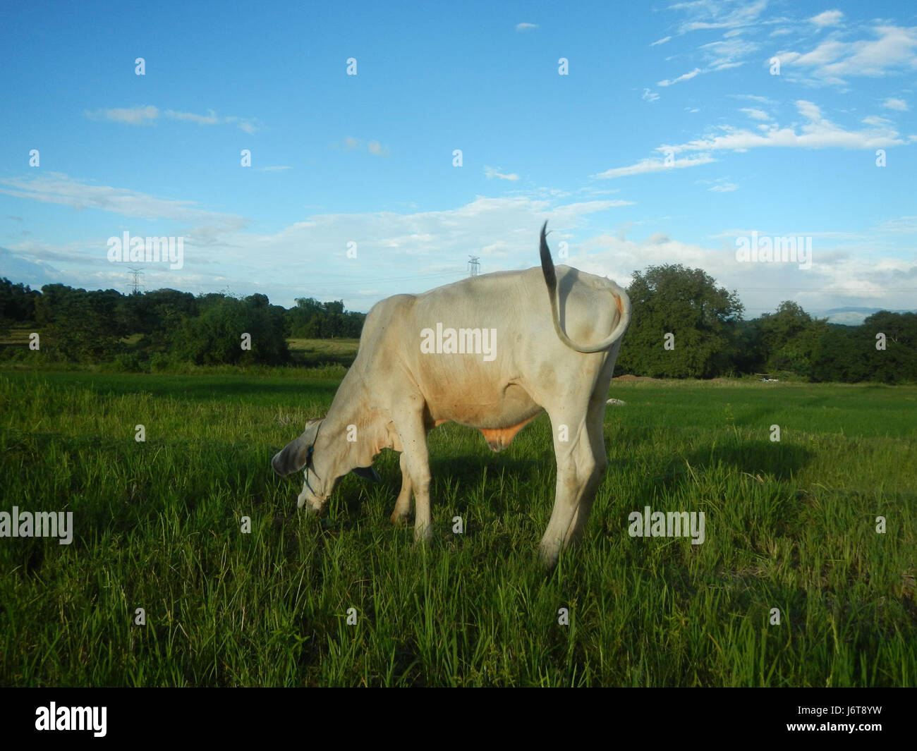 This image features the grasslands and cattle grazing in the area of ...