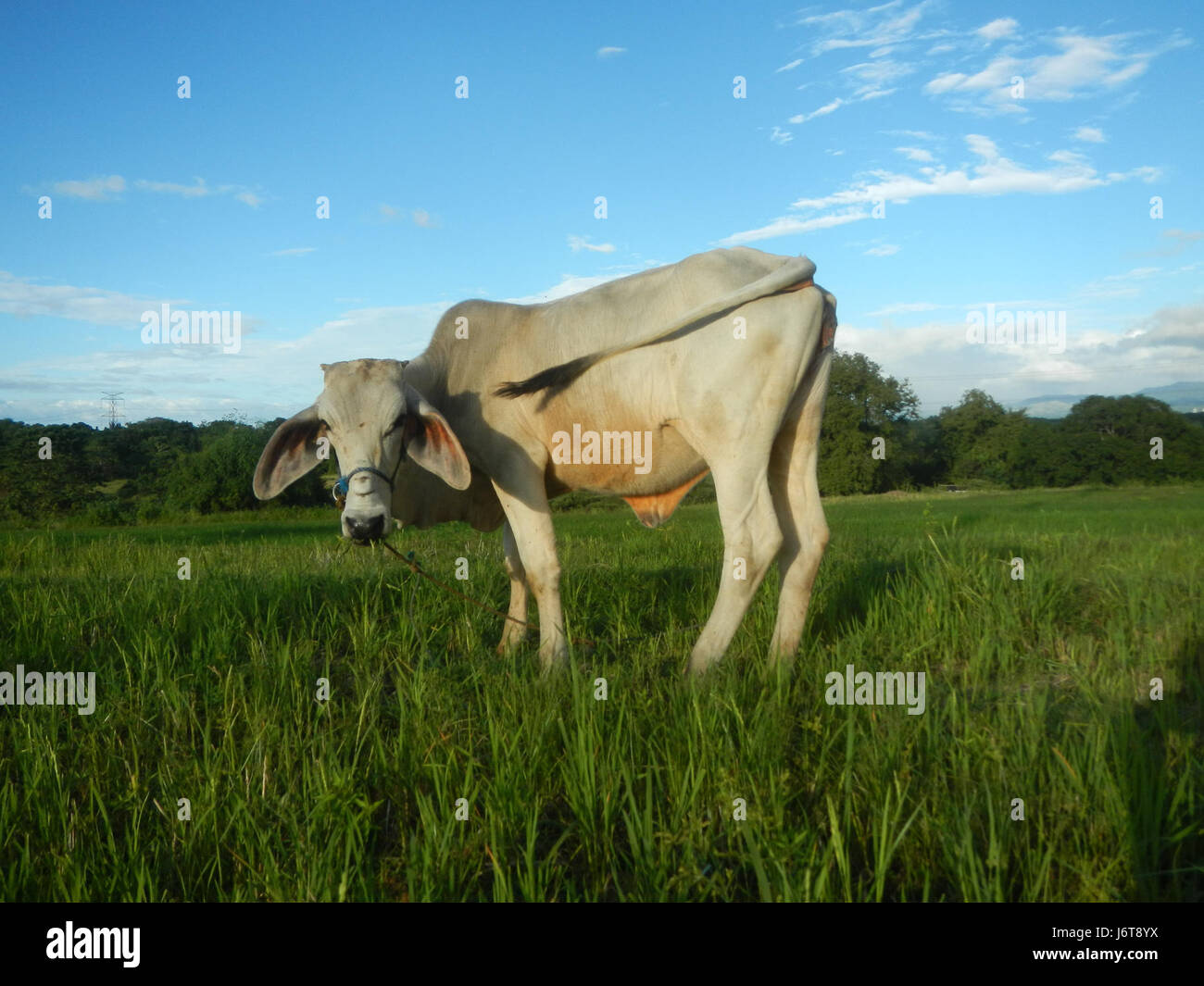 06143 Cattle grasslands paddy fields Pasong Inchik San Rafael Bulacan ...