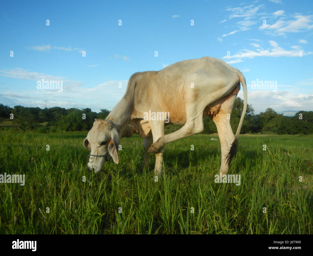 06143 Cattle grasslands paddy fields Pasong Inchik San Rafael Bulacan ...