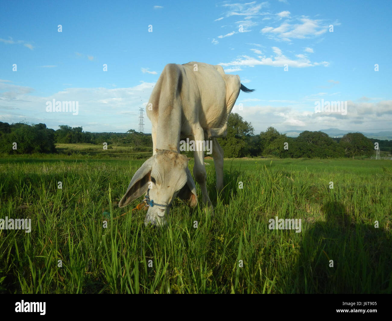 06143 Cattle grasslands paddy fields Pasong Inchik San Rafael Bulacan ...
