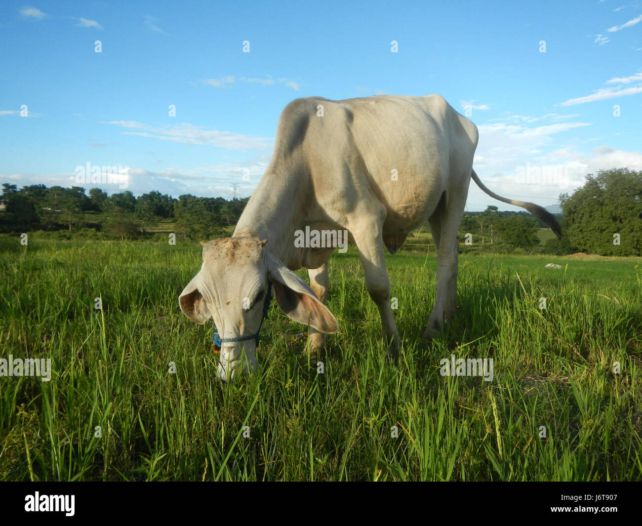 This scene depicts the pastoral landscape of Pasong Inchik, San Rafael ...