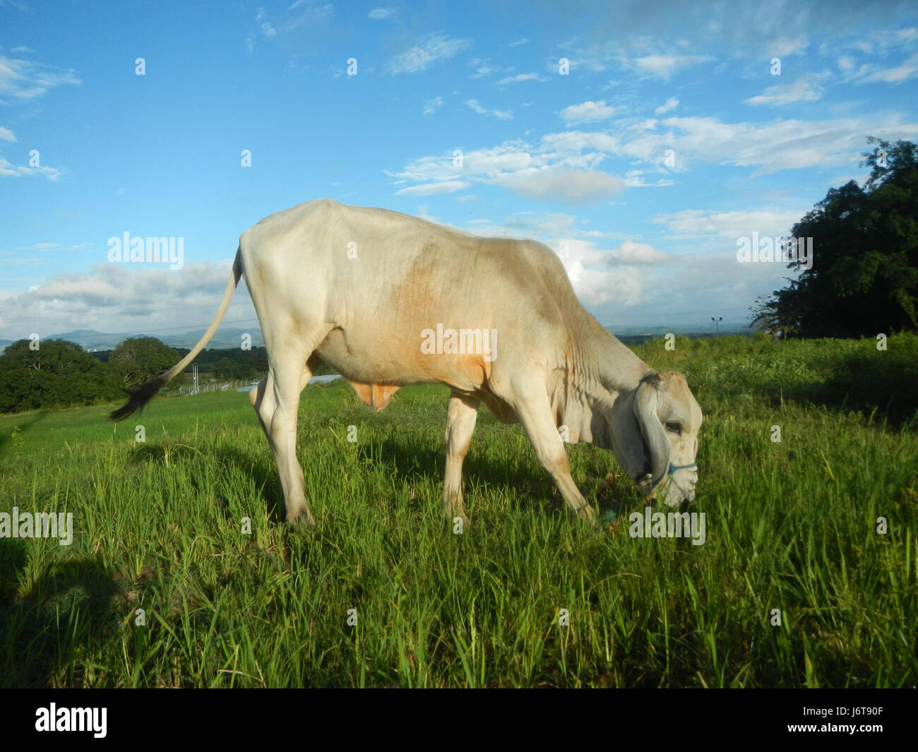 This image depicts the agricultural landscape of *Pasong Inchik* in ...